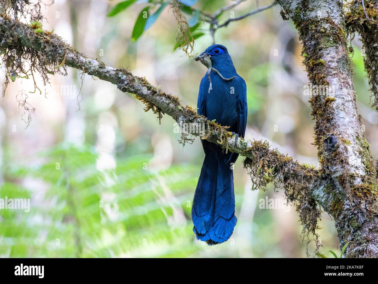 Adult Blue Coua (Coua caerulea) perched in a tree in tropical ...