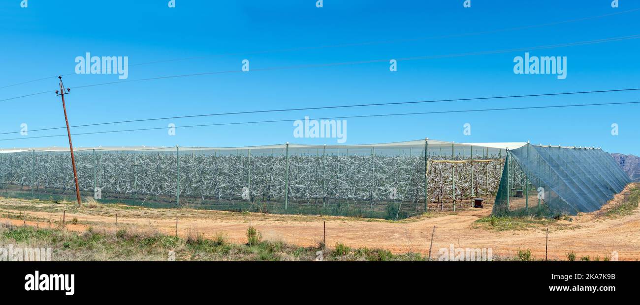 Fruit orchards covered with hail and bird nets on road R303 in the Koue ...