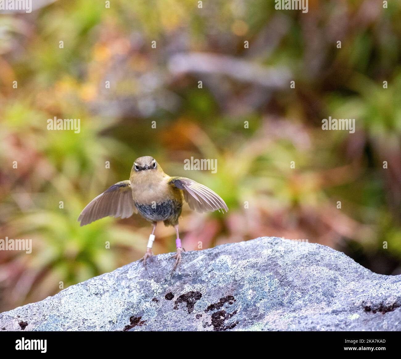 New Zealand Rock Wren (Xenicus gilviventris) at the Homer Tunnel, South ...
