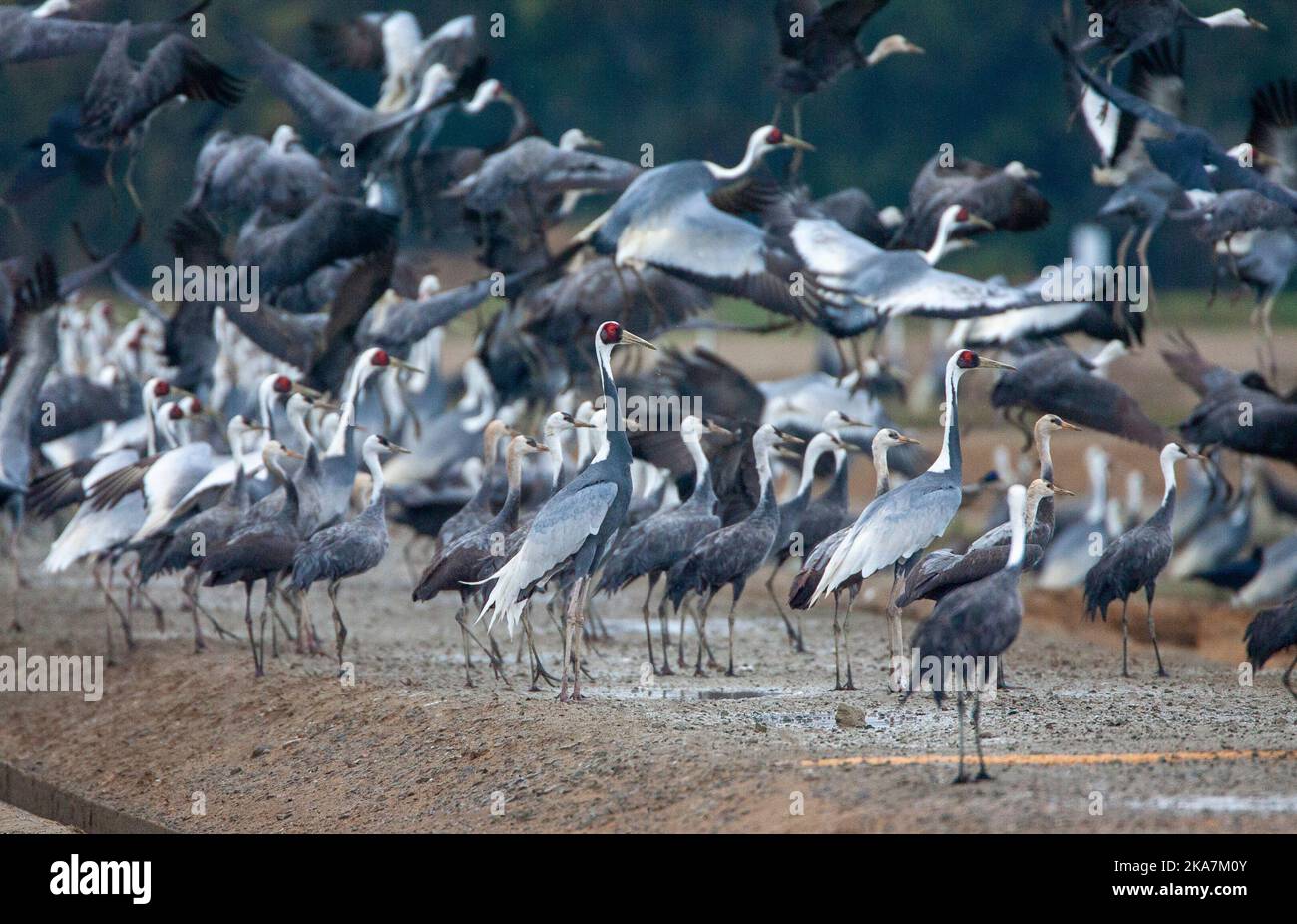 Wintering White-naped Crane (Antigone vipio) on the island Kyushu in ...