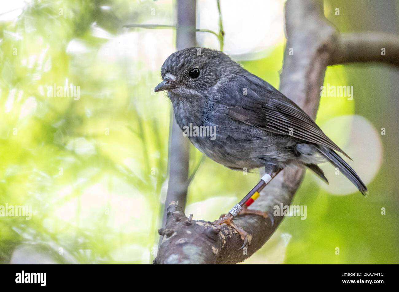 North Island Robin (Petroica longipes), an endemic species of New ...