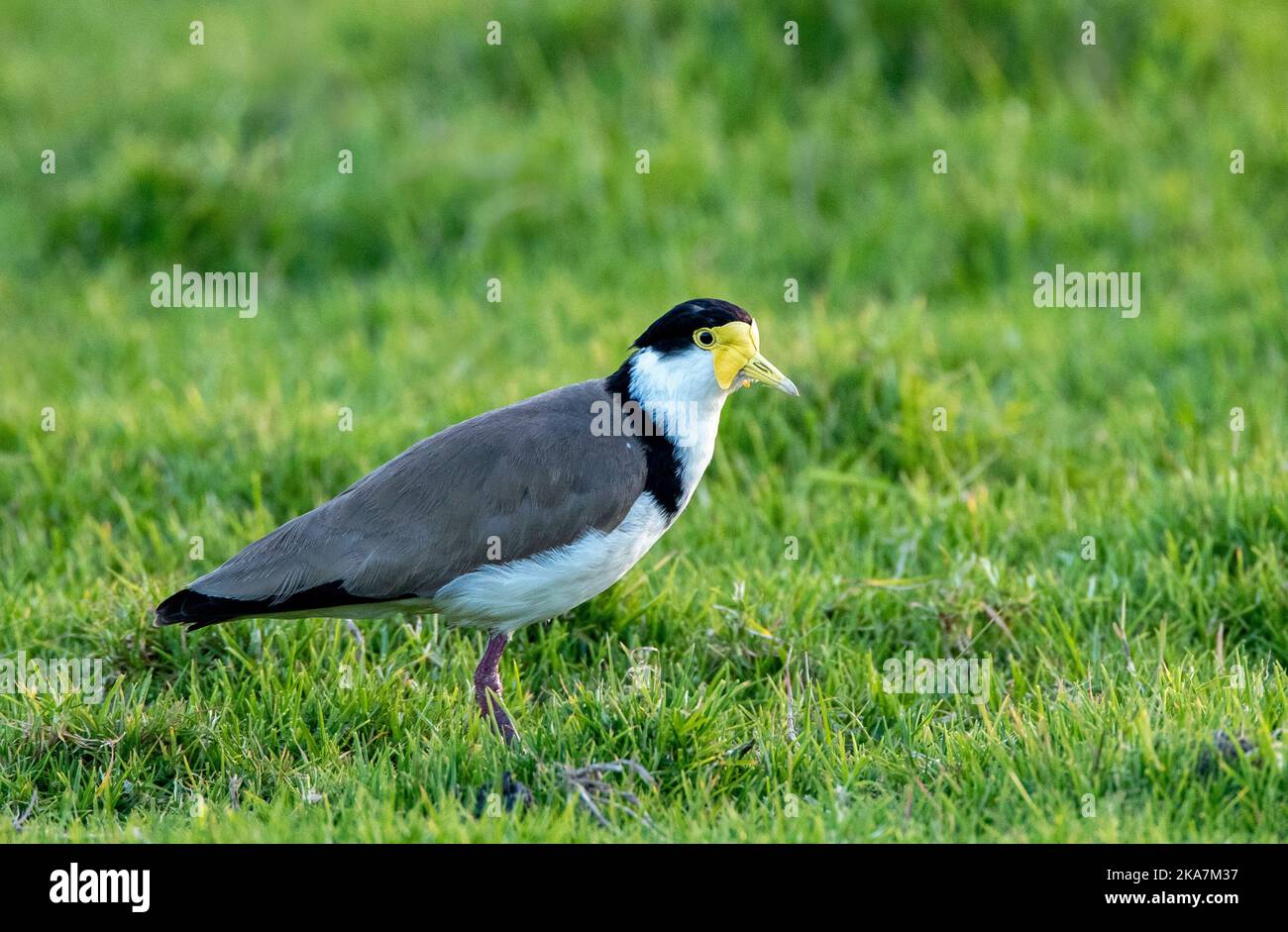 Masked Lapwing (Vanellus miles novaehollandiae) in Tawharanui Regional ...