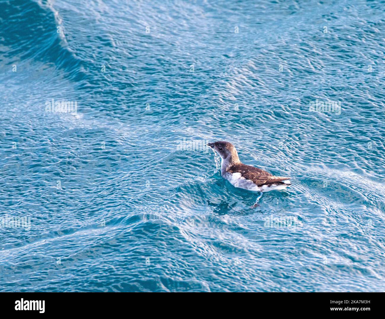 Common diving-petrel, Pelecanoides urinatrix urinatrix) swimming at sea ...