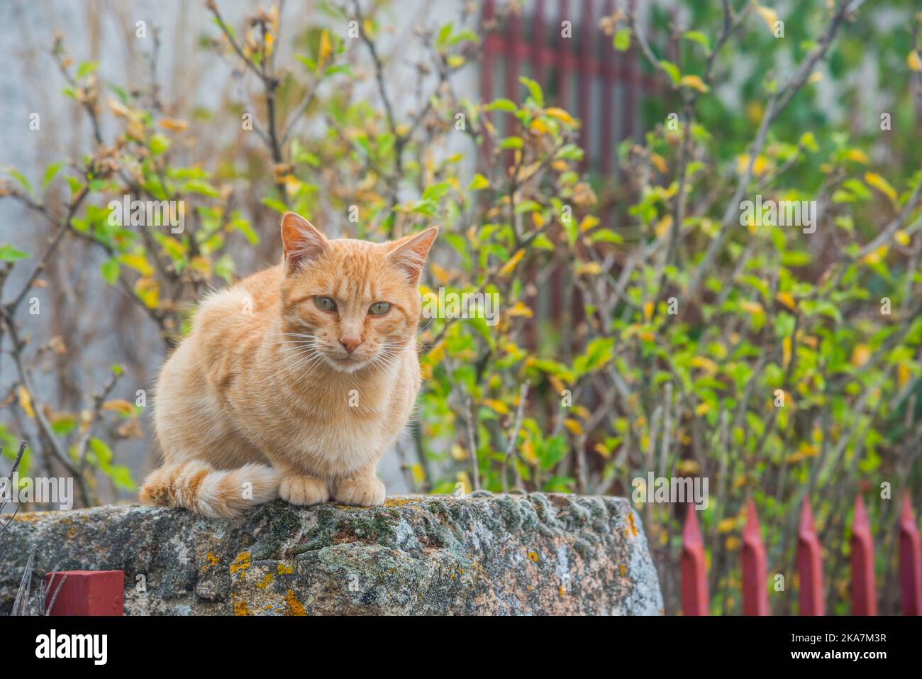 Gato tabby adulto hi-res stock photography and images - Alamy