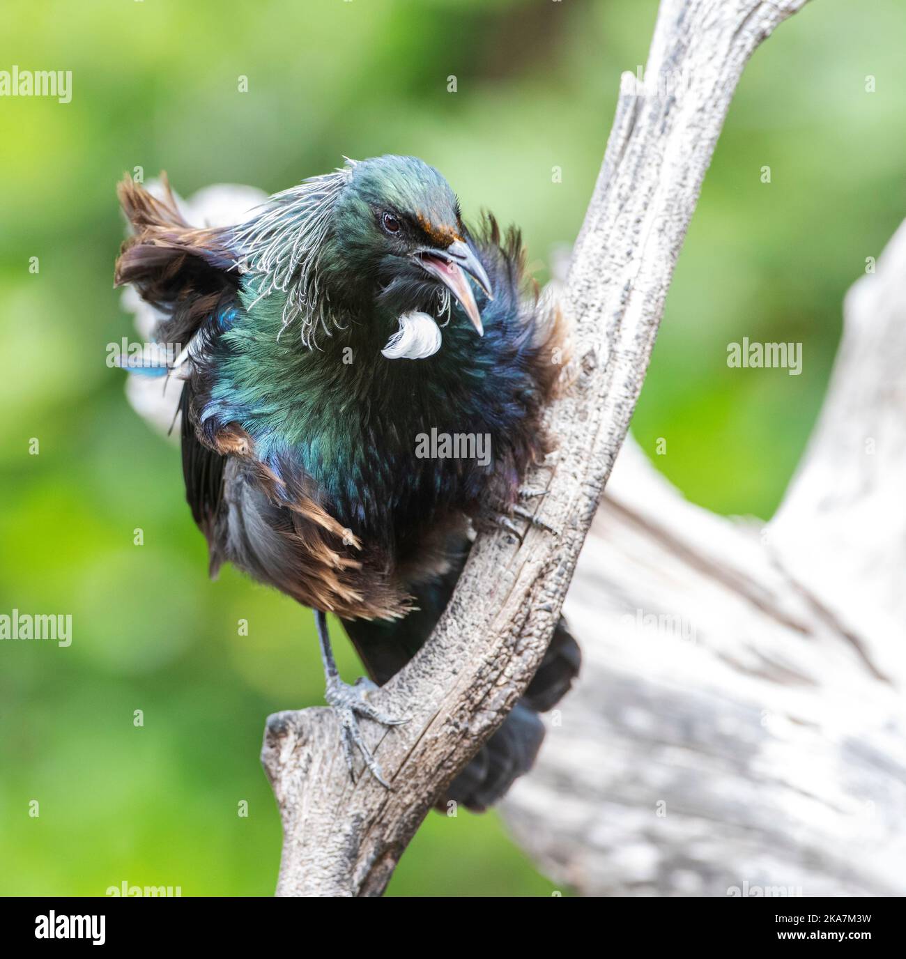 Tui bird species hi-res stock photography and images - Alamy
