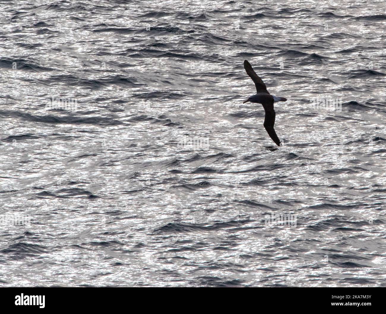 Northern Buller's Albatross, Thalassarche bulleri platei, at sea ...
