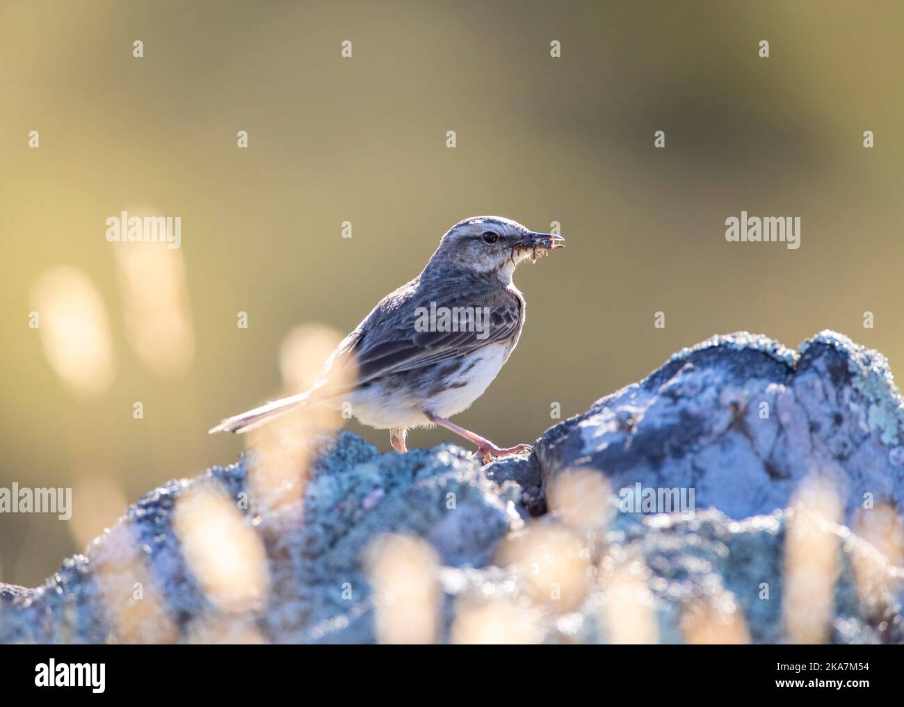 Endemic New Zealand pipit (Anthus novaeseelandiae), also called ...