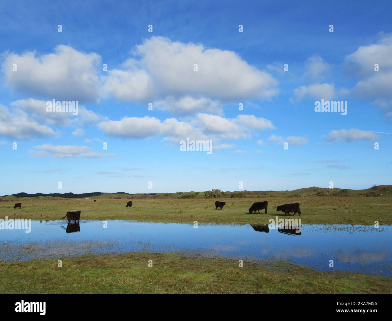 Domestic cattle grazing on short grass in “de Nederlanden” on the ...