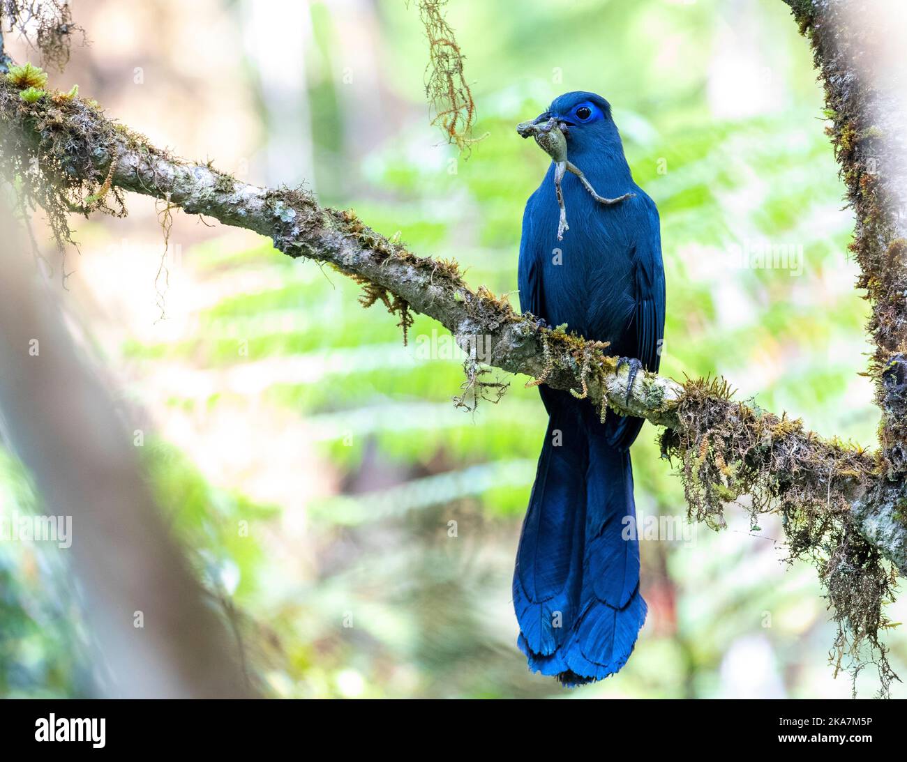 Adult Blue Coua (Coua caerulea) perched in a tree in tropical ...