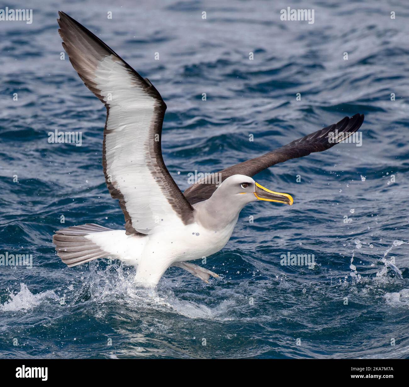 Adult Northern Buller's Albatross (Thalassarche bulleri platei) during ...