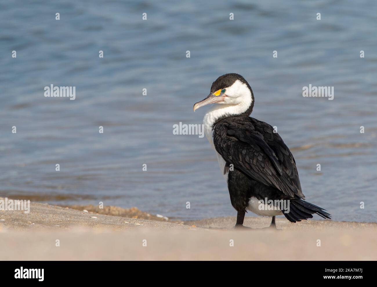 Adult Australian Pied Cormorant, Phalacrocorax varius varius) standing ...