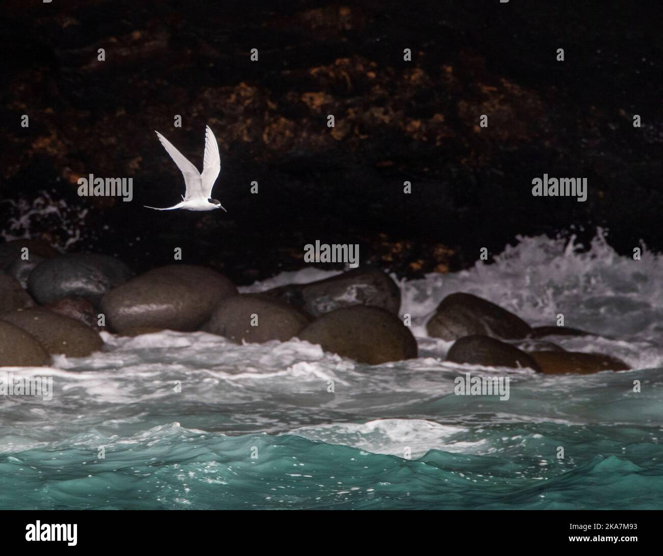 Adult White-fronted Tern (Sterna striata striata) in New Zealand. In ...
