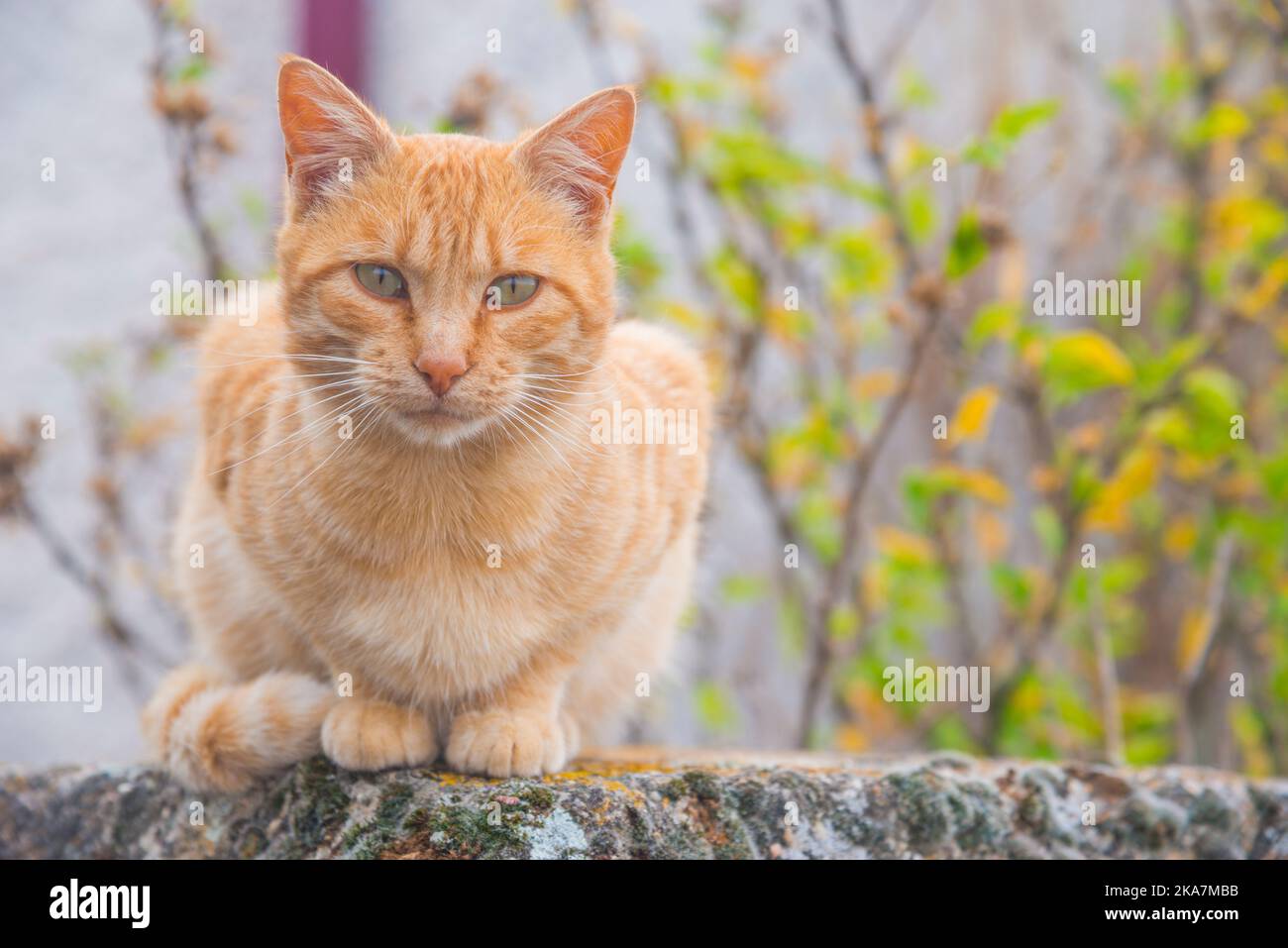 Gato tabby adulto hi-res stock photography and images - Alamy
