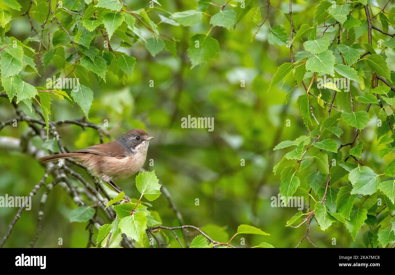 Pipipi (Mohoua novaeseelandiae) on South island, New Zealand. Also ...