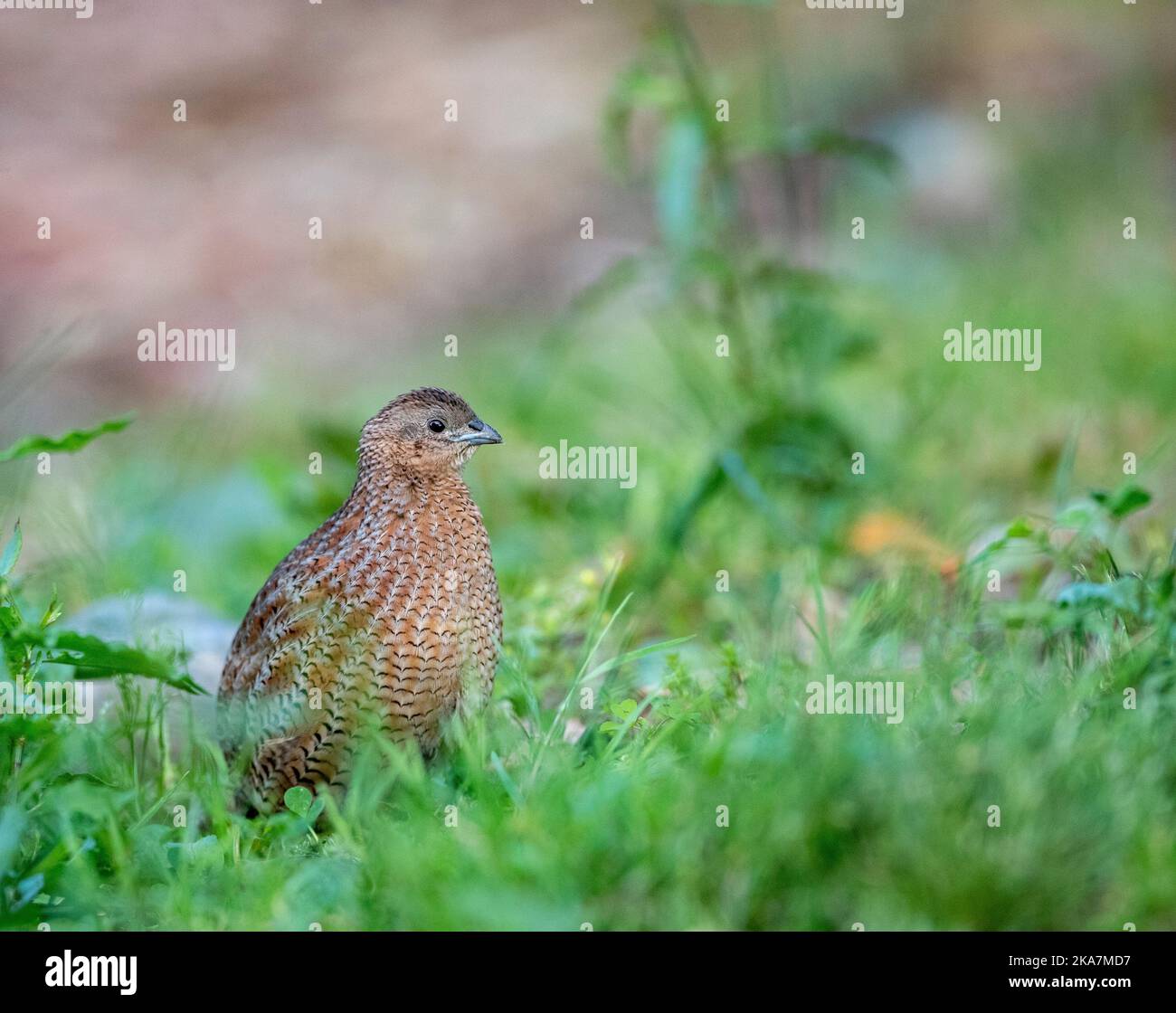 Brown Quail (Synoicus ypsilophorus) in New Zealand. Also known as the ...