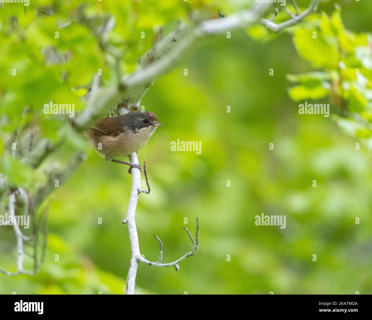 Pipipi (Mohoua novaeseelandiae) on South island, New Zealand. Also ...