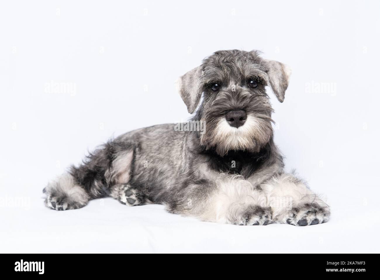 Schnauzer dog white-gray lies on a white background, copy space. Sad ...