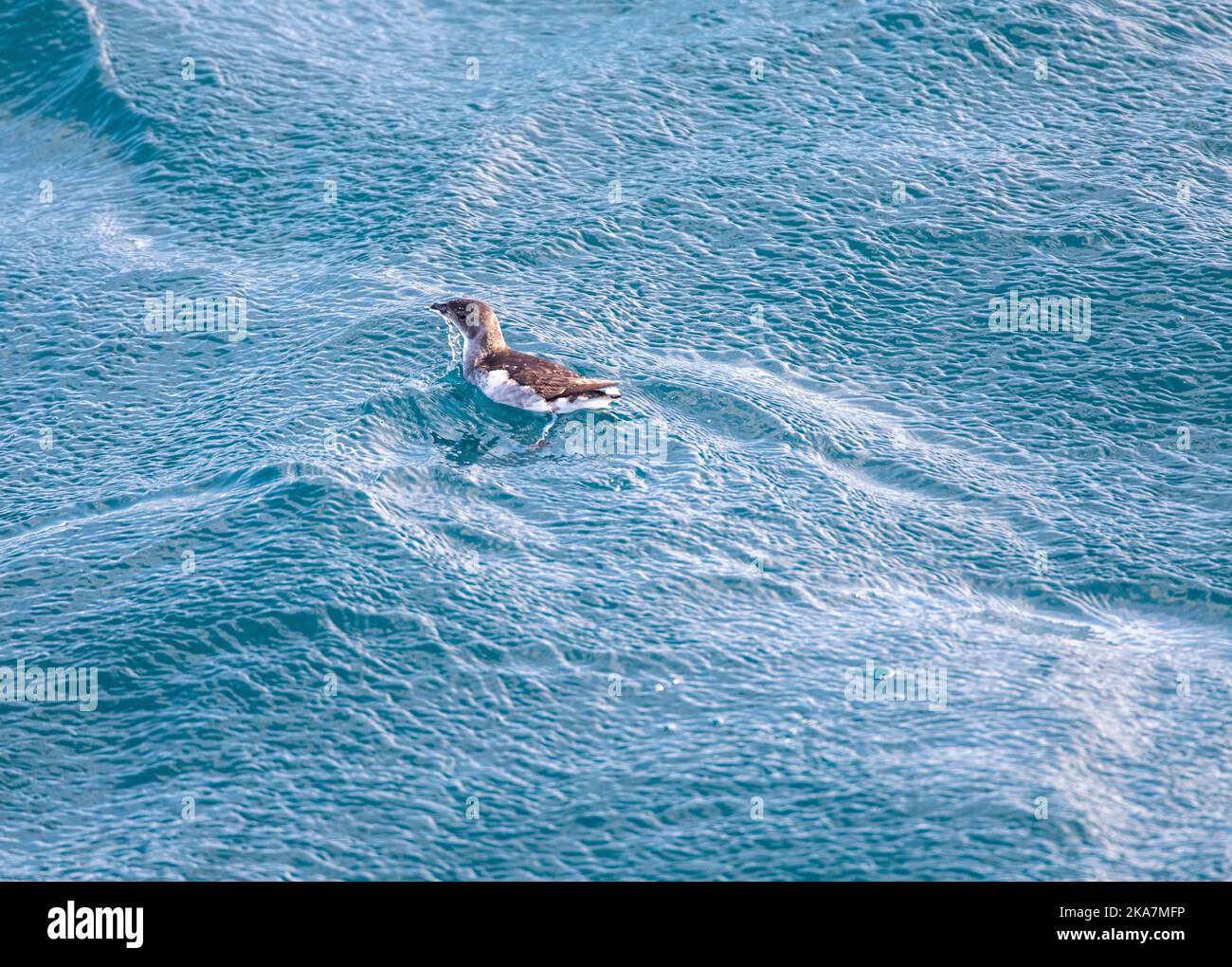 Common diving-petrel, Pelecanoides urinatrix urinatrix) swimming at sea ...