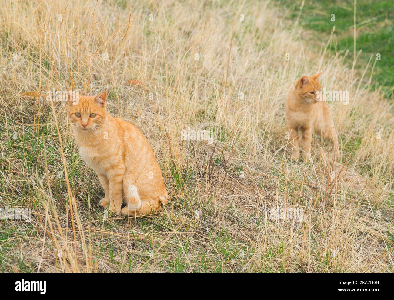 Two tabby cats Stock Photo - Alamy