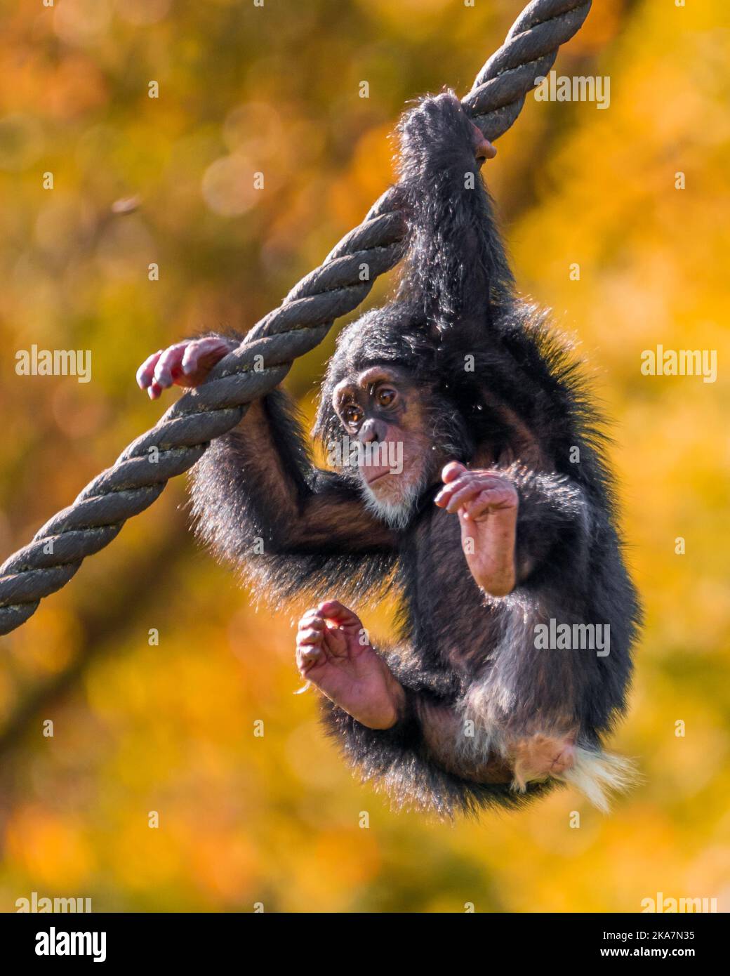 This baby chimp is named Lisoko and is just eight months old, born in ...