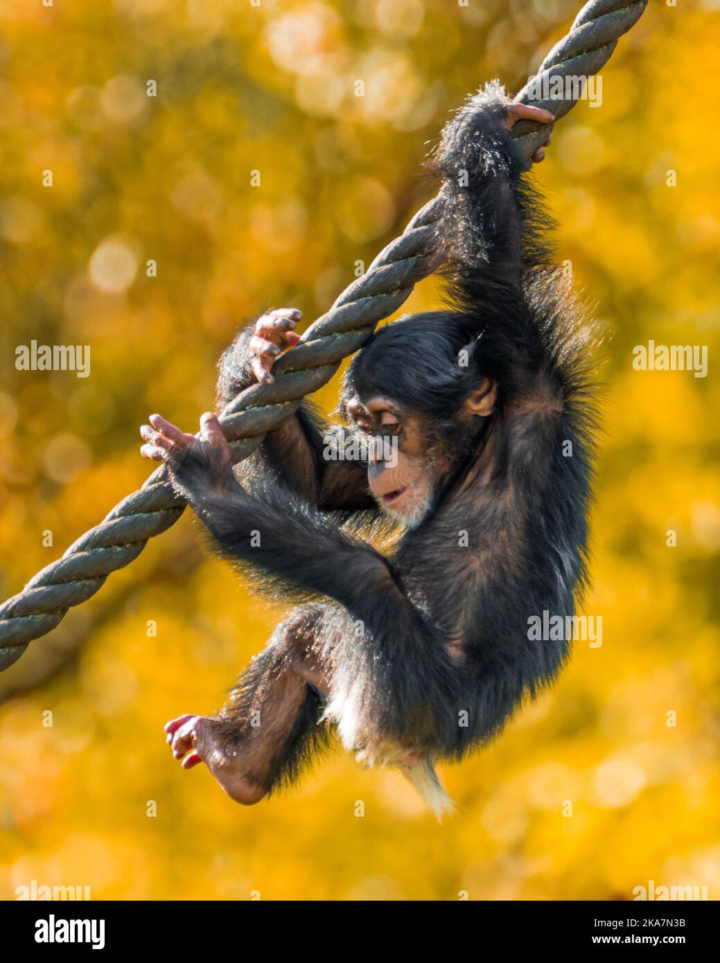 This baby chimp is named Lisoko and is just eight months old, born in ...