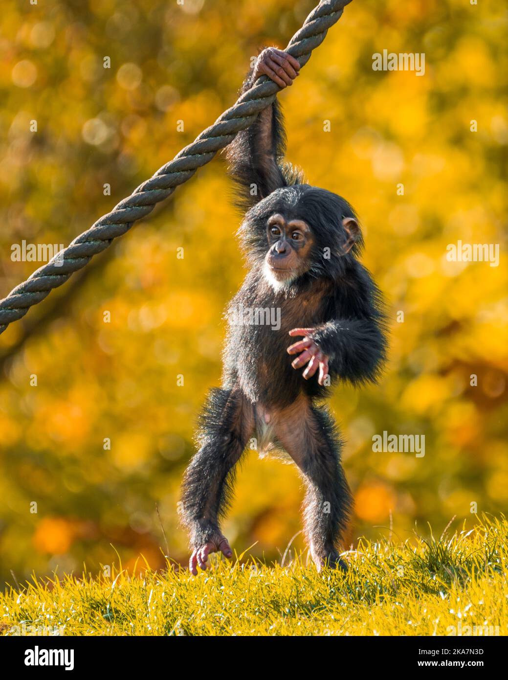 Baby chimpanzee hi-res stock photography and images - Alamy