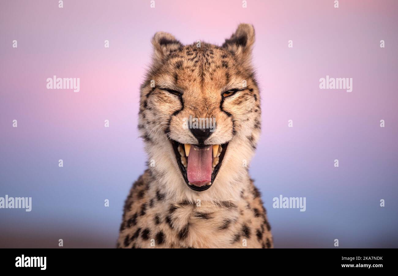 These images were captured by wildlife photographer Byron Grobler (31 ...