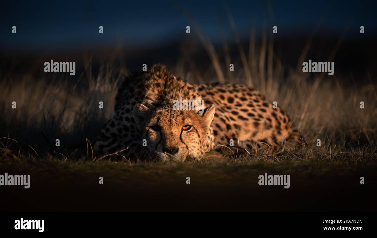 These images were captured by wildlife photographer Byron Grobler (31 ...