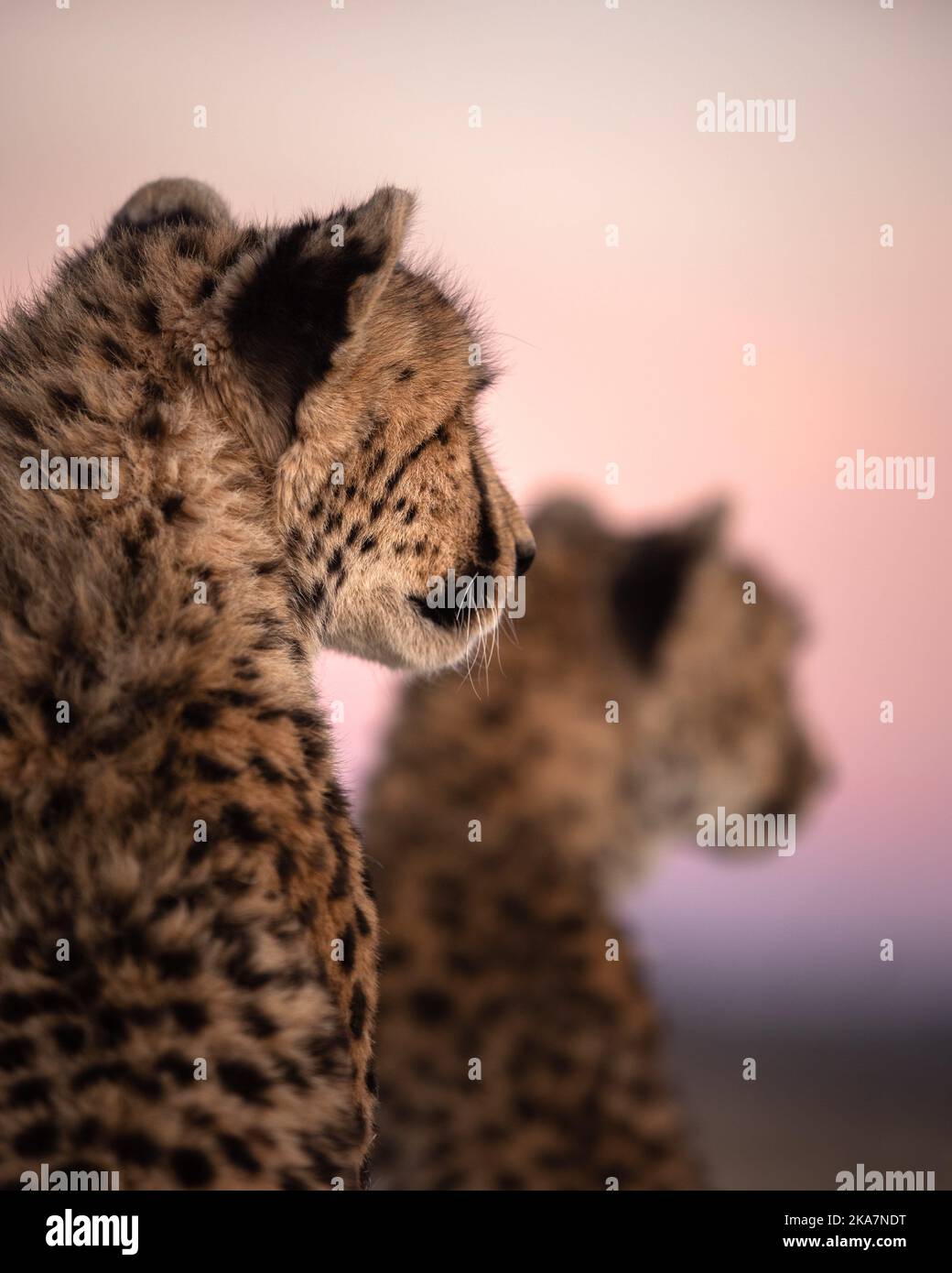 These images were captured by wildlife photographer Byron Grobler (31 ...