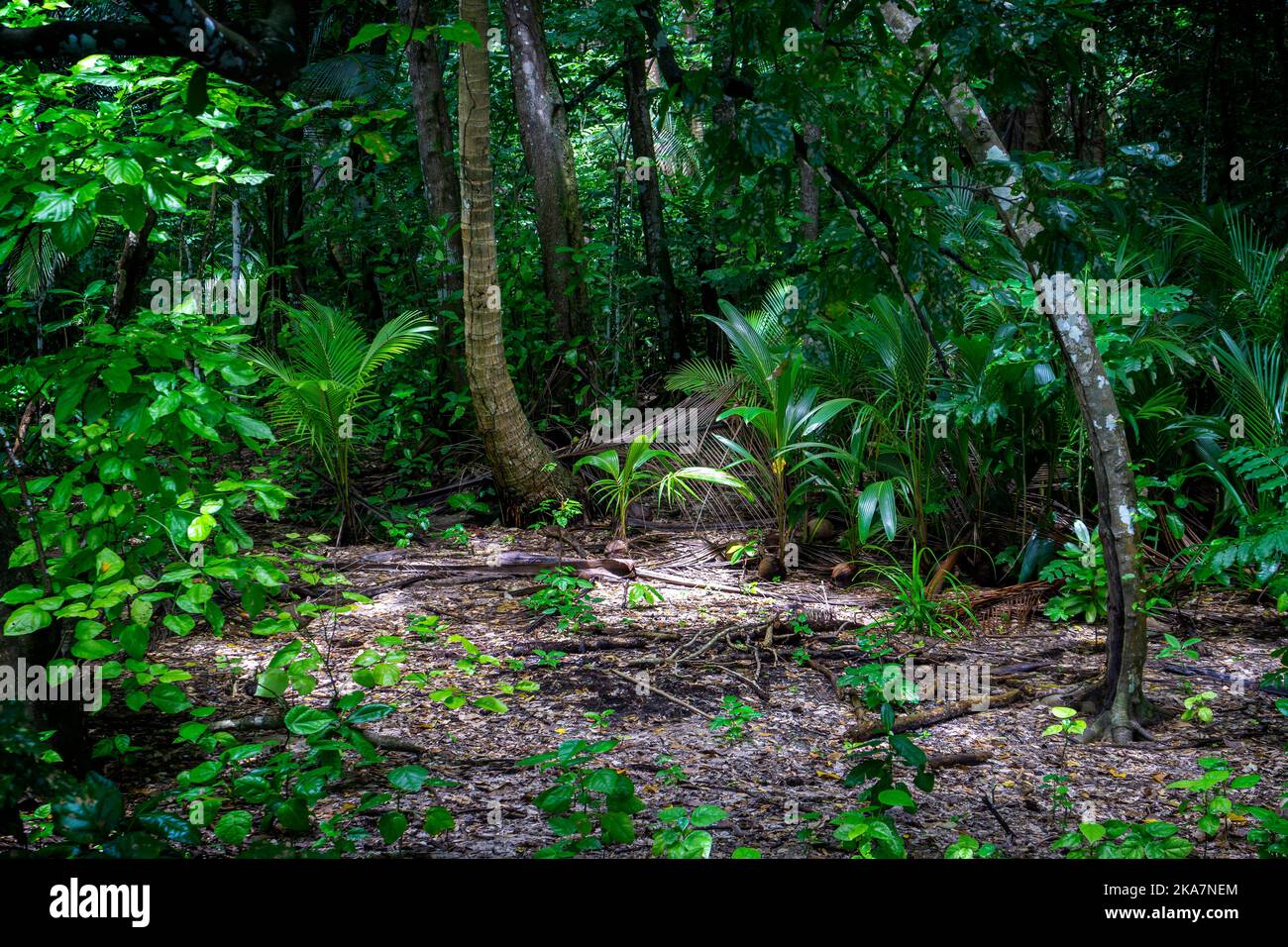 Rainforest vegetation on Conflict Islands, Papua New Guinea Stock Photo ...