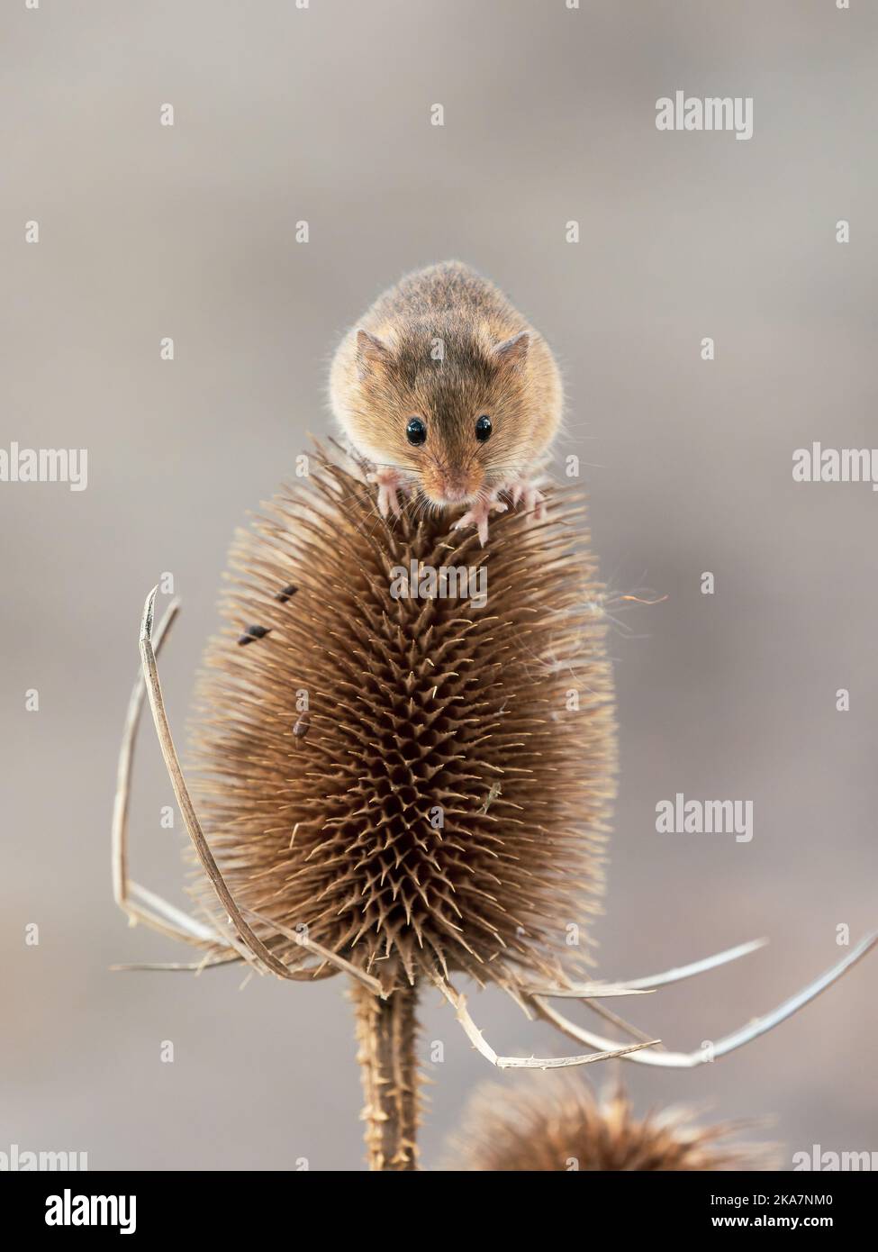 Harvest Mouse on a Teasel Stock Photo - Alamy