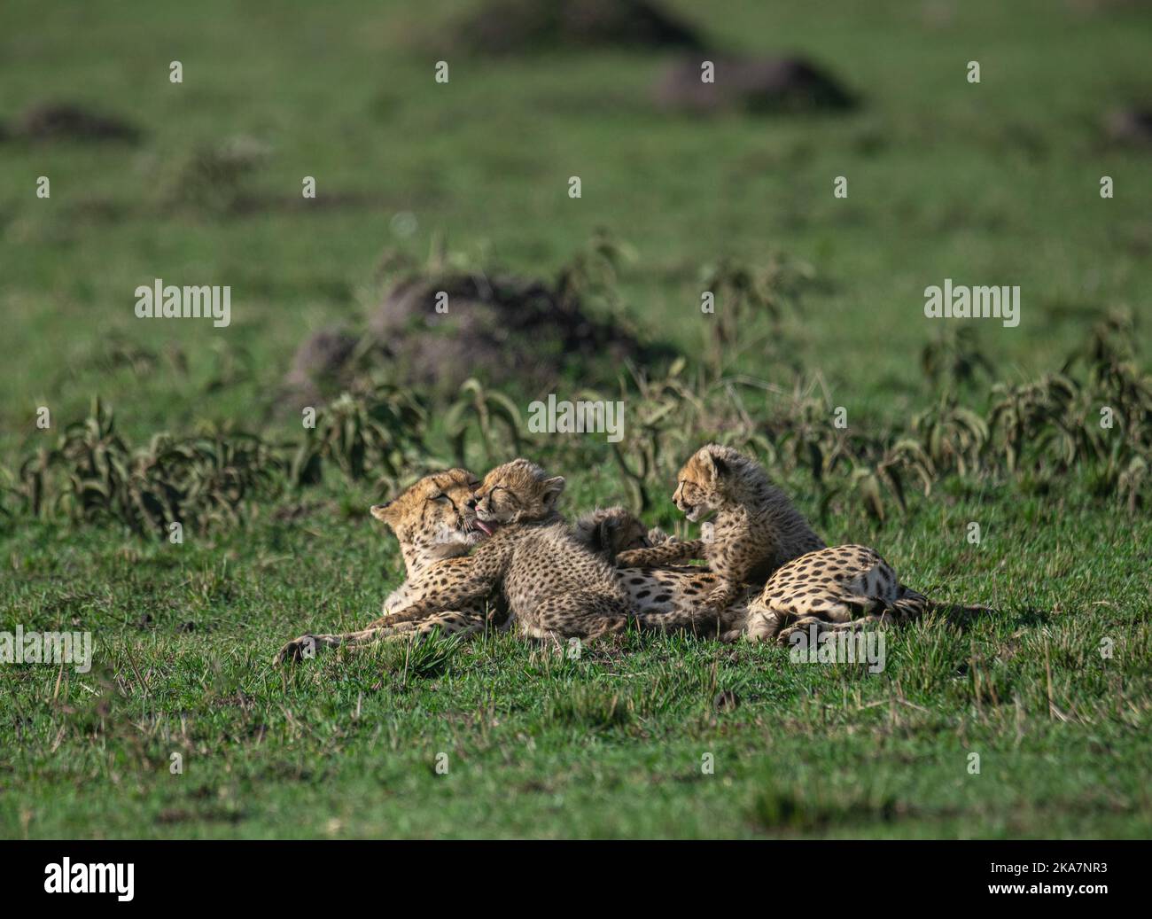Images show first-time mother cheetah Risasi nursing her cubs and being ...