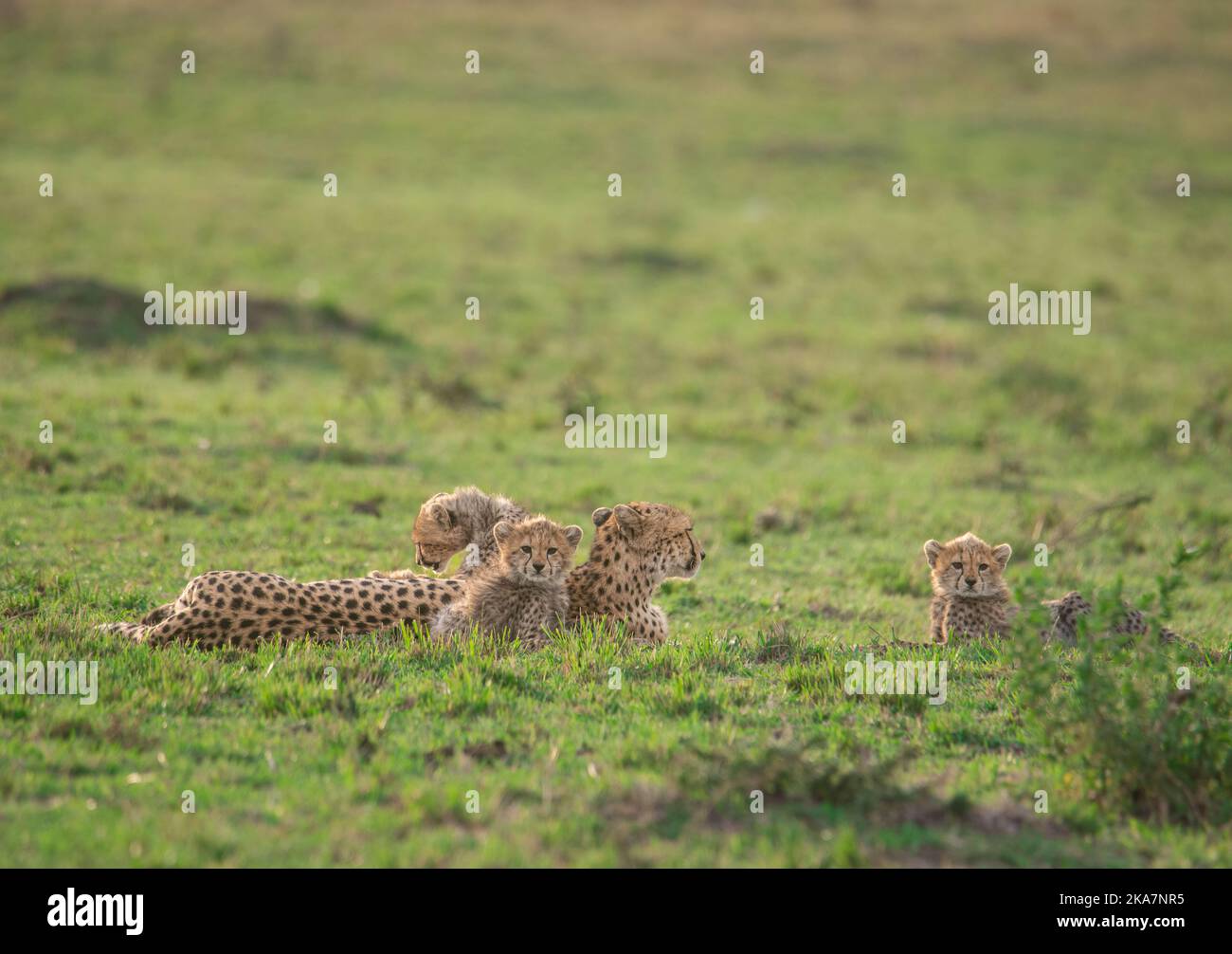 Images show first-time mother cheetah Risasi nursing her cubs and being ...