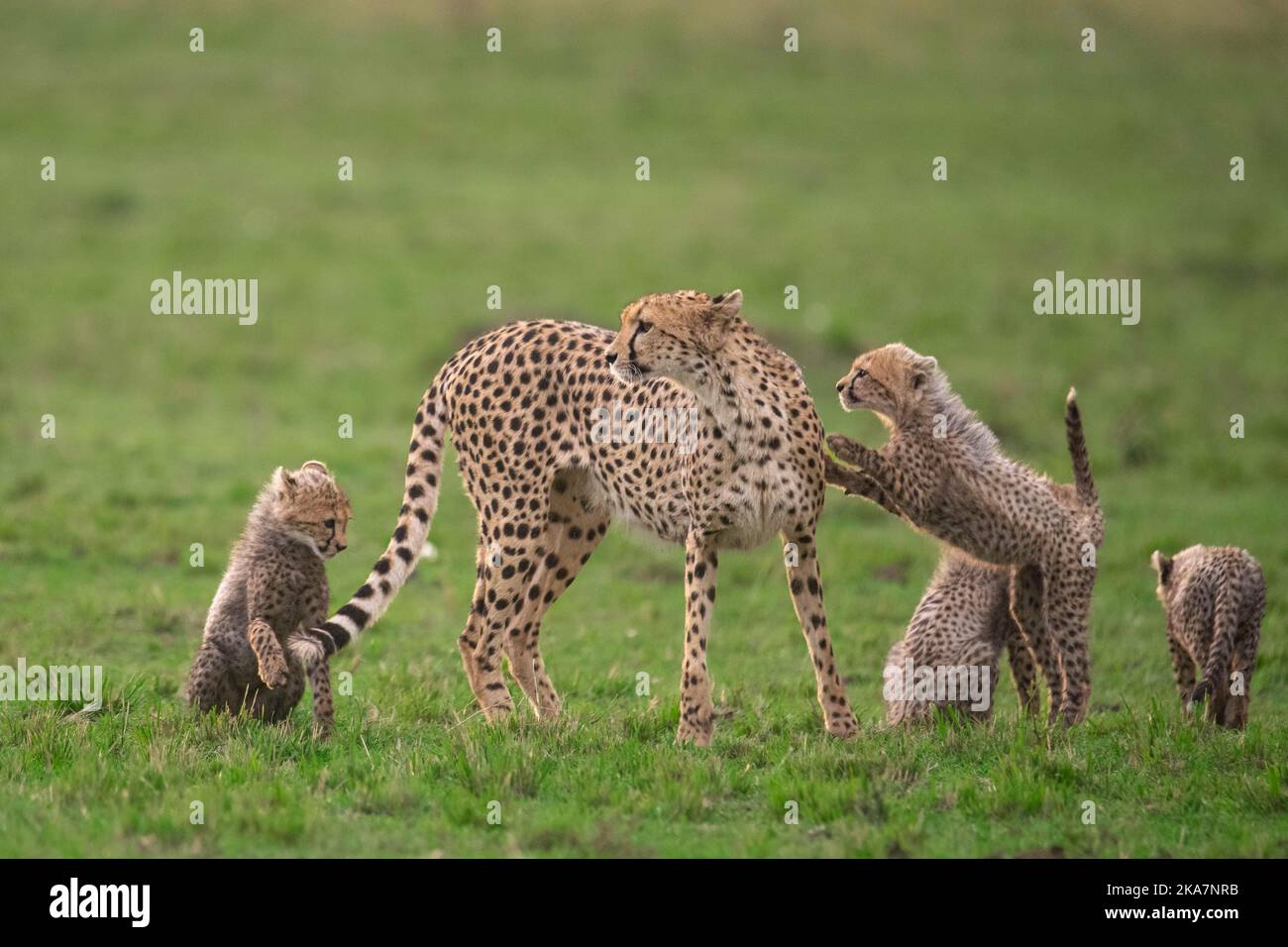 Images show first-time mother cheetah Risasi nursing her cubs and being ...