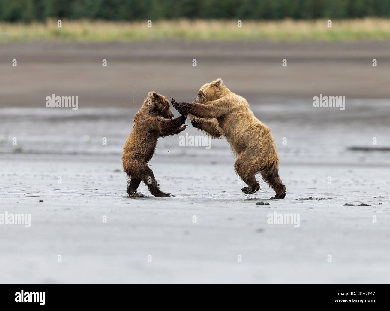 These images show the two bears, a mother and her cub, fighting on the ...