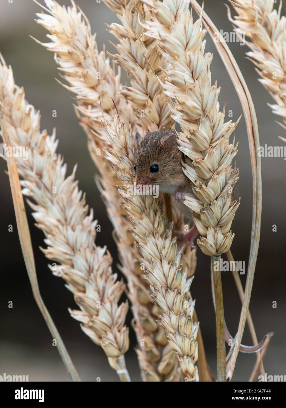 Harvest Mouse on a Wheatsheaf Stock Photo - Alamy
