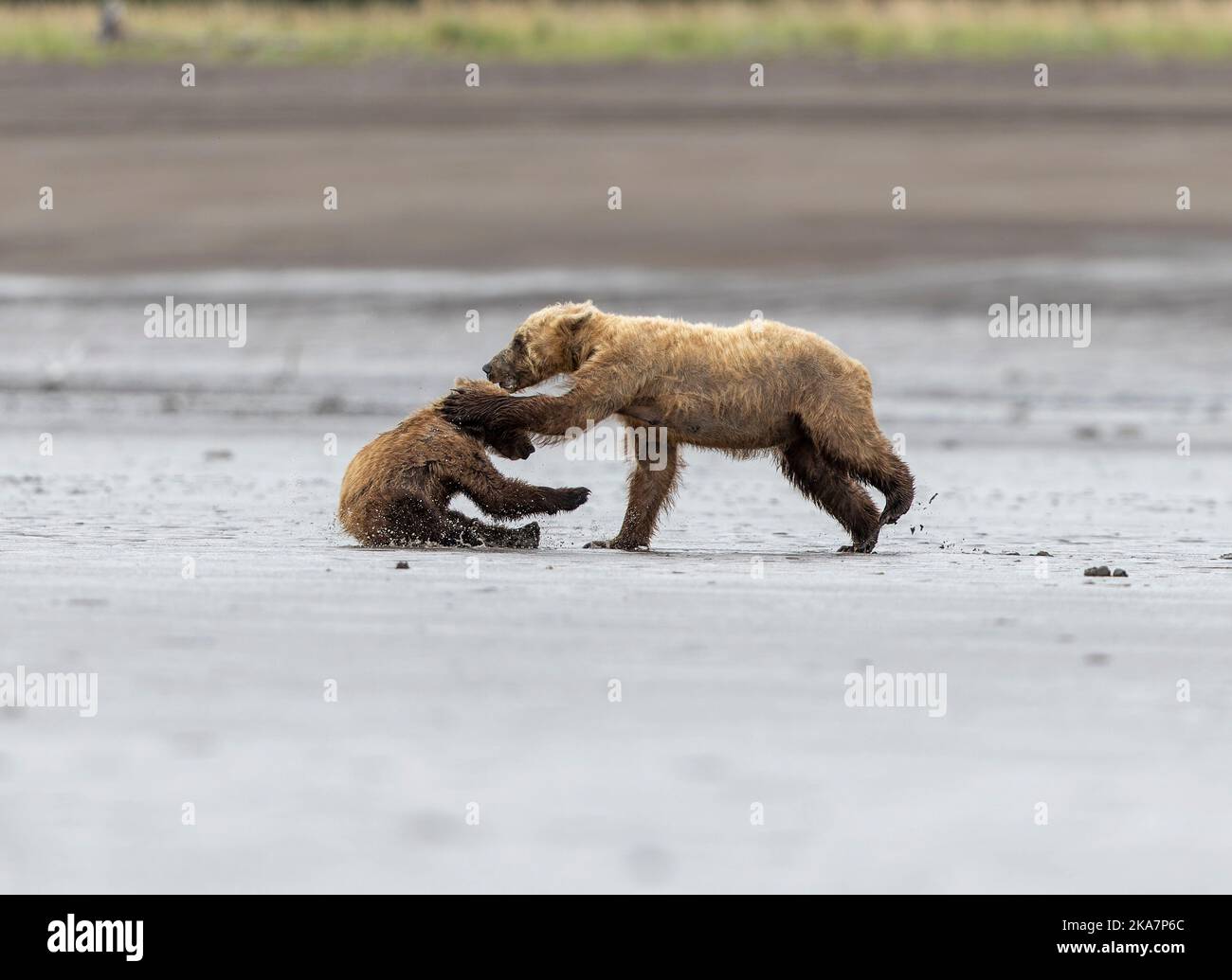 These images show the two bears, a mother and her cub, fighting on the ...