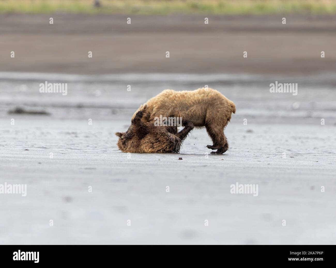 These images show the two bears, a mother and her cub, fighting on the ...