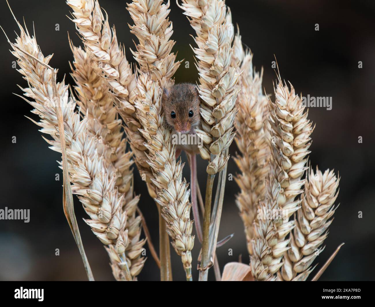 Harvest Mouse on a Wheatsheaf Stock Photo - Alamy