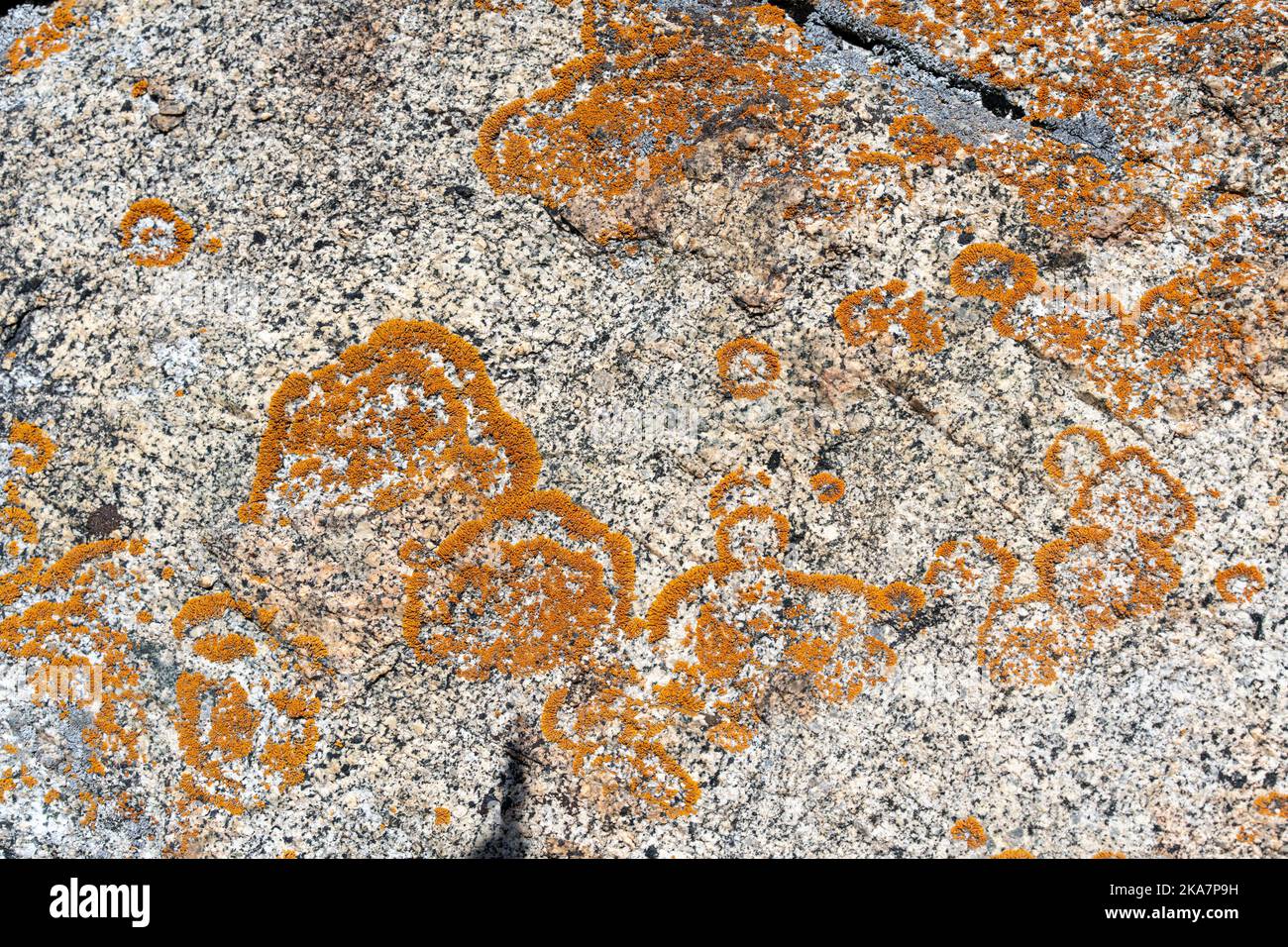 Symbiosis growing growth texture textured pattern patterns hi-res stock ...