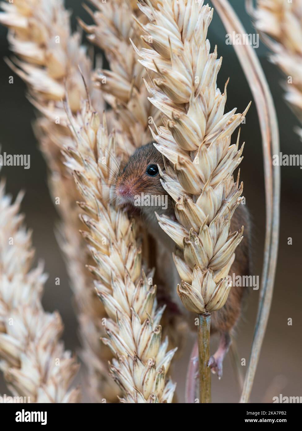 Harvest Mouse on a Wheatsheaf Stock Photo - Alamy