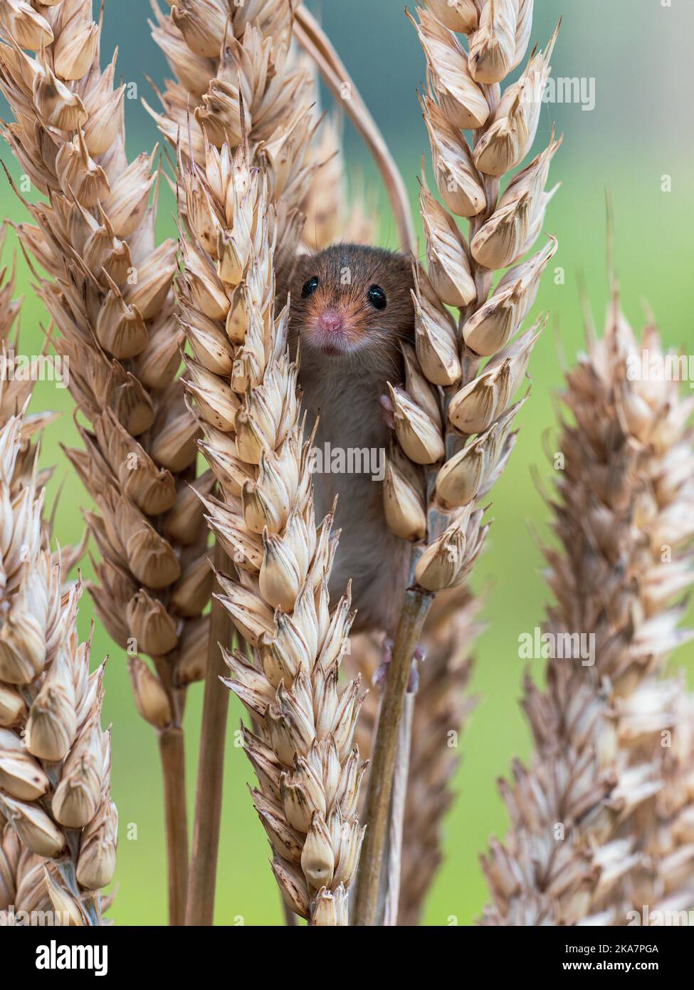 Harvest Mouse on a Wheatsheaf Stock Photo - Alamy