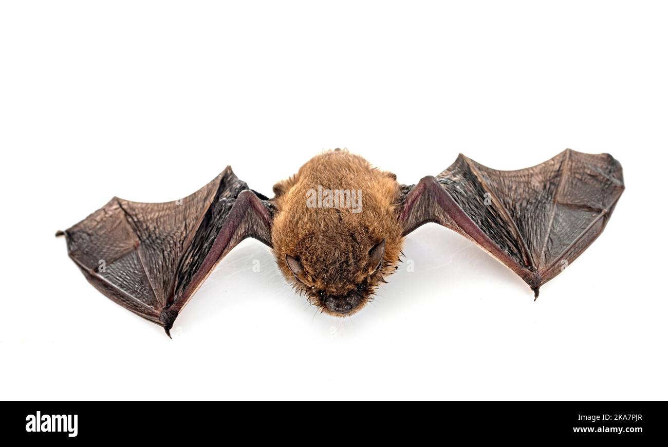 Pipistrellus pipistrellus in front of white background Stock Photo - Alamy