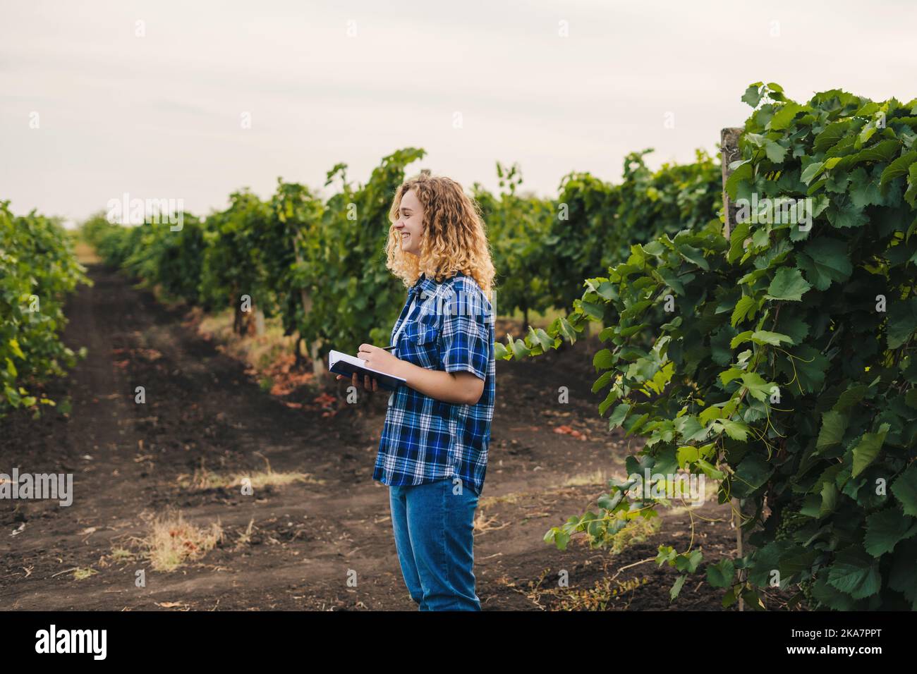 Woman getting information on her notepad during harvest time in grape ...