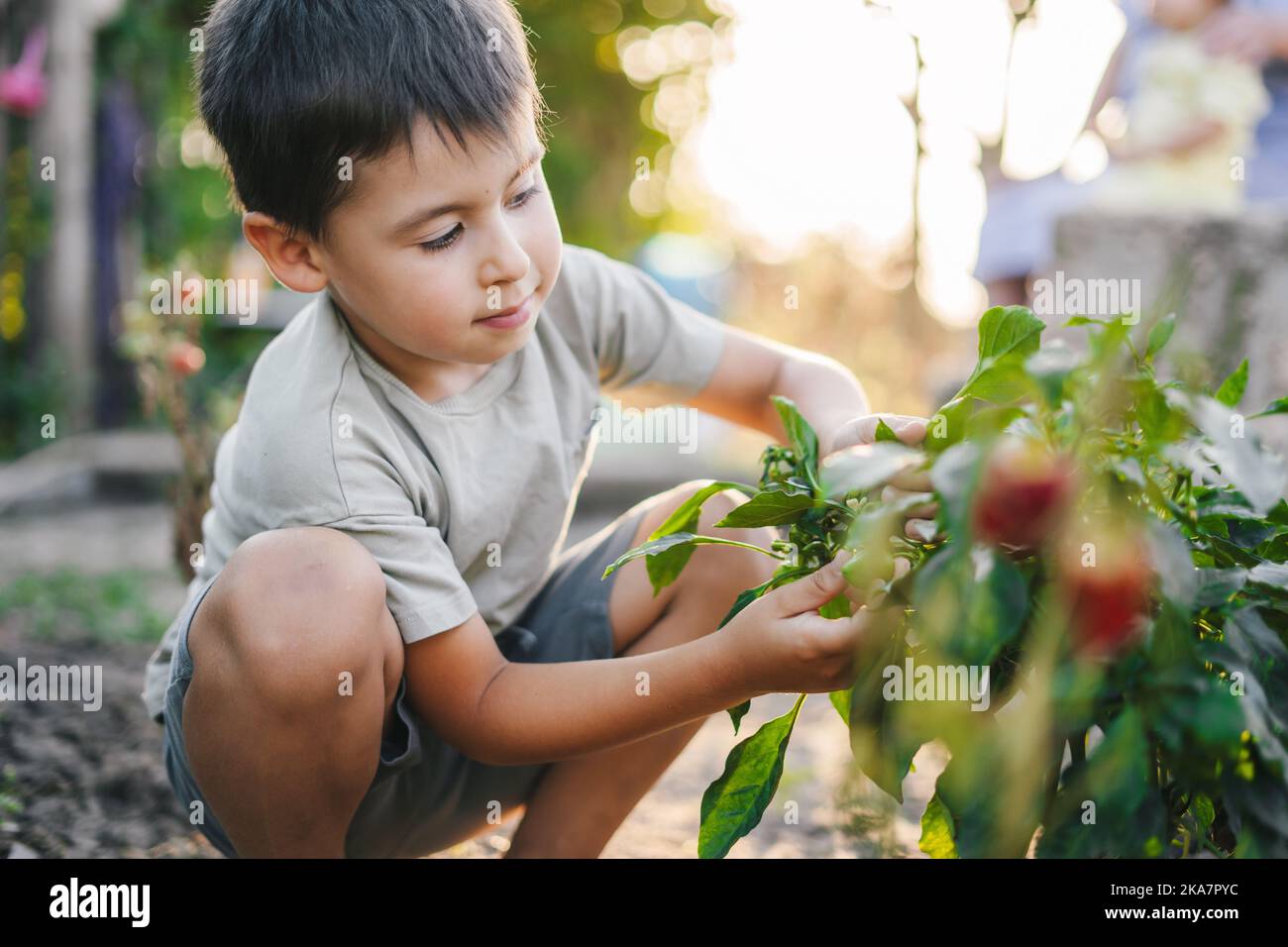 Caucasian child boy picking harvest from their own farm field on sunny ...