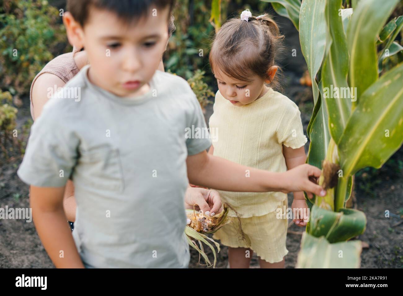Corn farmer kids hi-res stock photography and images - Alamy