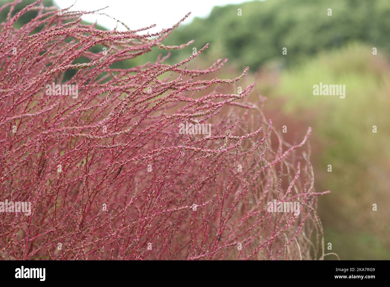 The 20,000 square meters of Kochia scoparia grass start to turn red in ...
