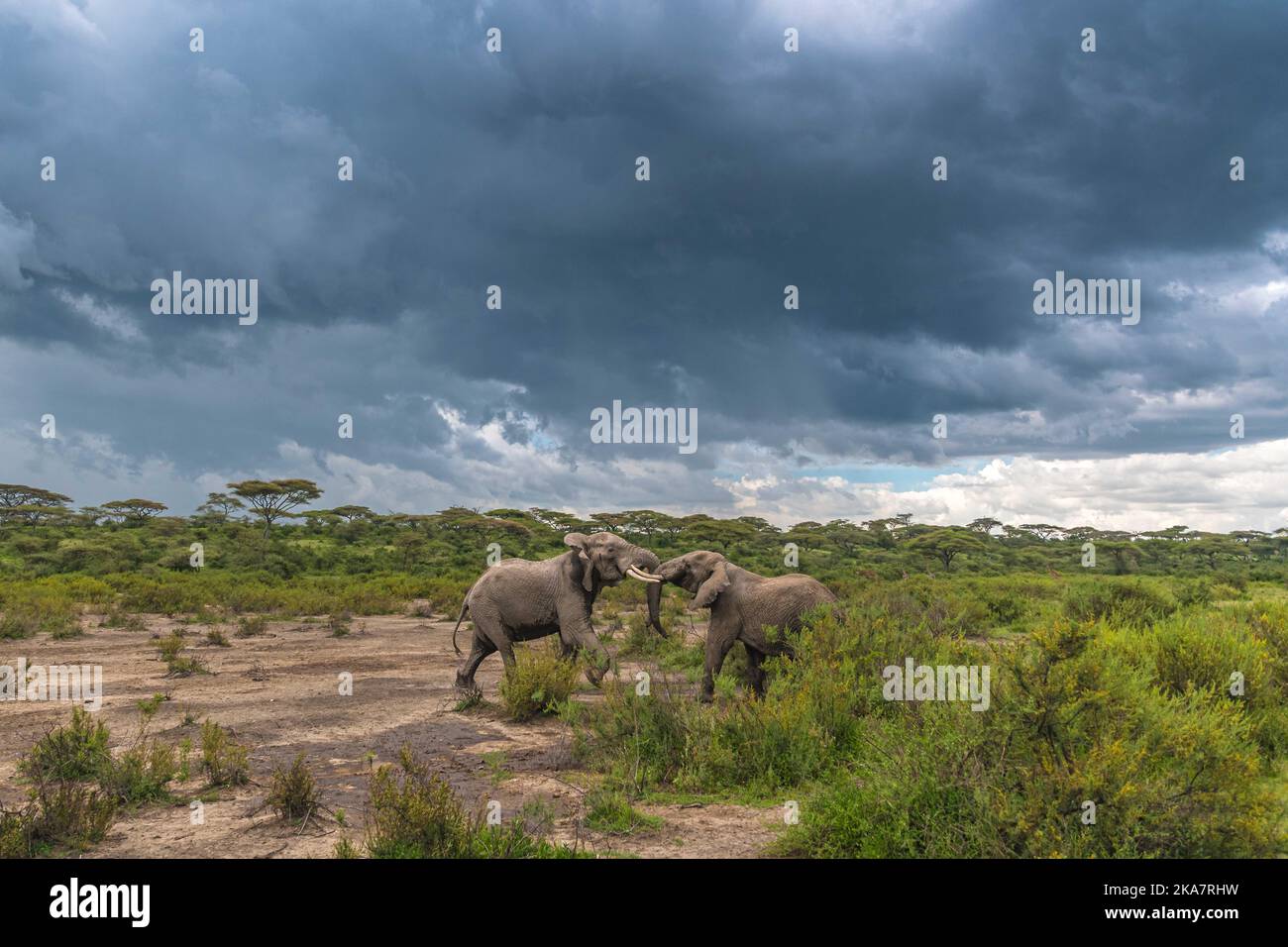 Images show two bull elephants engaging in a battle in front of the ...
