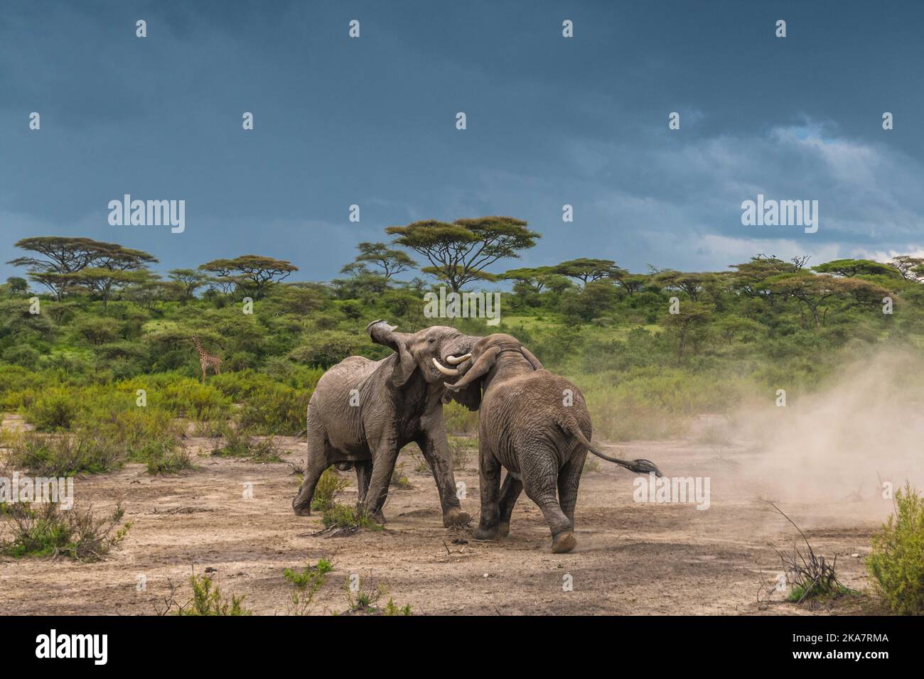Images show two bull elephants engaging in a battle in front of the ...