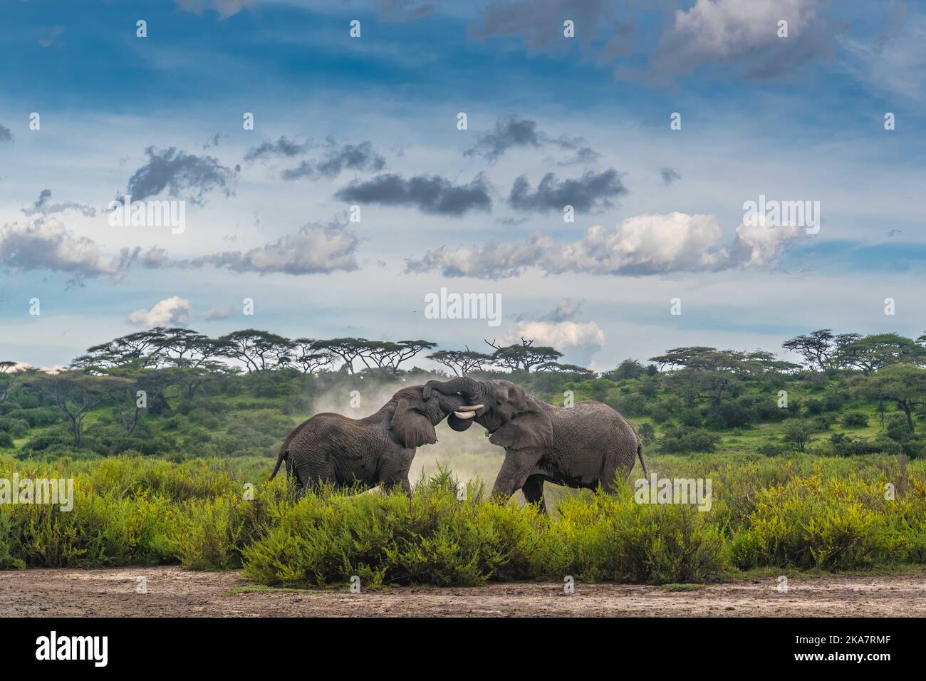 Images show two bull elephants engaging in a battle in front of the ...